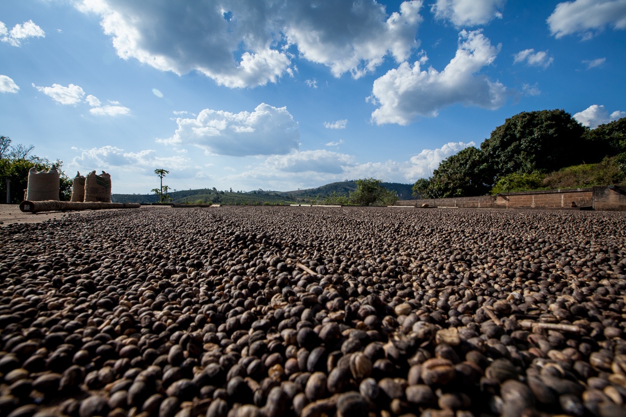 café-secando-em-fazenda-da-região002 – Revista Viaje Mais